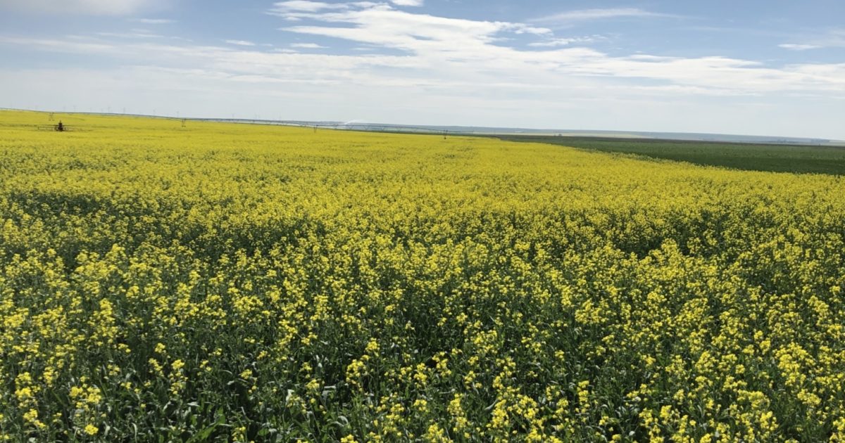 Bio-Optimize Your Yields!